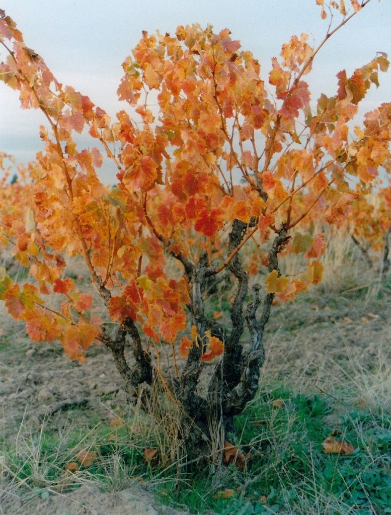 Bernadette Kaeding : Red Art Wines, Barossa Valley - People of Wine ...