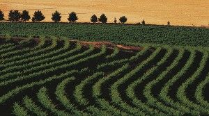 Peter Dredge : Dr Edge Tasmania - People of Wine: Ten Questions