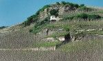 Peter Dredge : Dr Edge Tasmania - People of Wine: Ten Questions