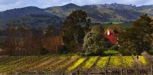 Rick Burge : Burge Family Winemakers - People of Wine: Ten Questions