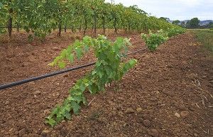Rick Burge : Burge Family Winemakers - People of Wine: Ten Questions